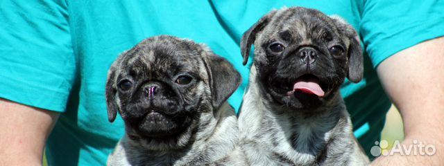 Мопс - щенки