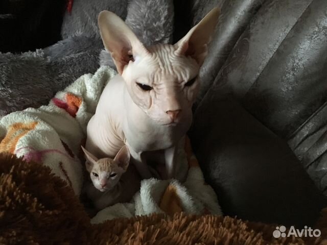 Велюровые котята