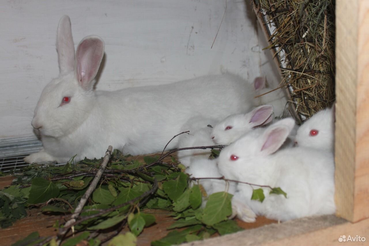 Продам кроликов породы Белый Великан