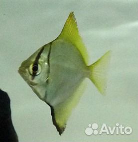 Монодактил серебряный