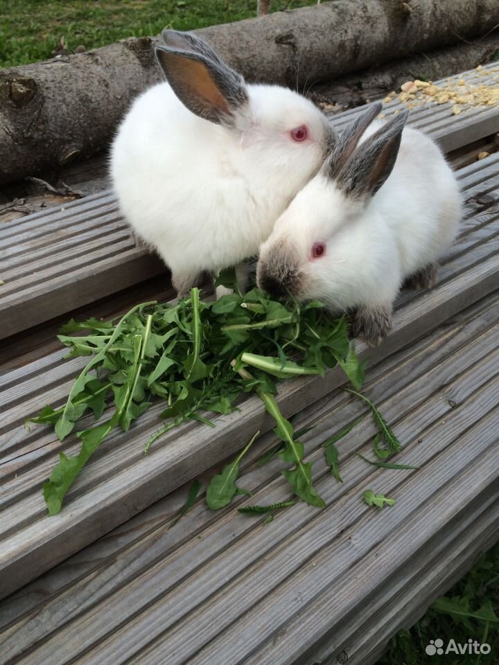 Калифорнийцы. Крольчата, Гатчина. спб