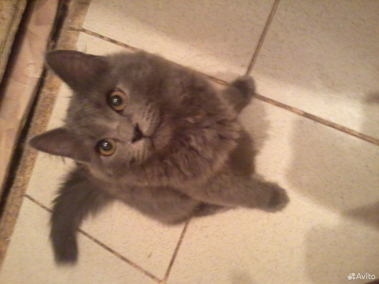 Возьмите котёнка