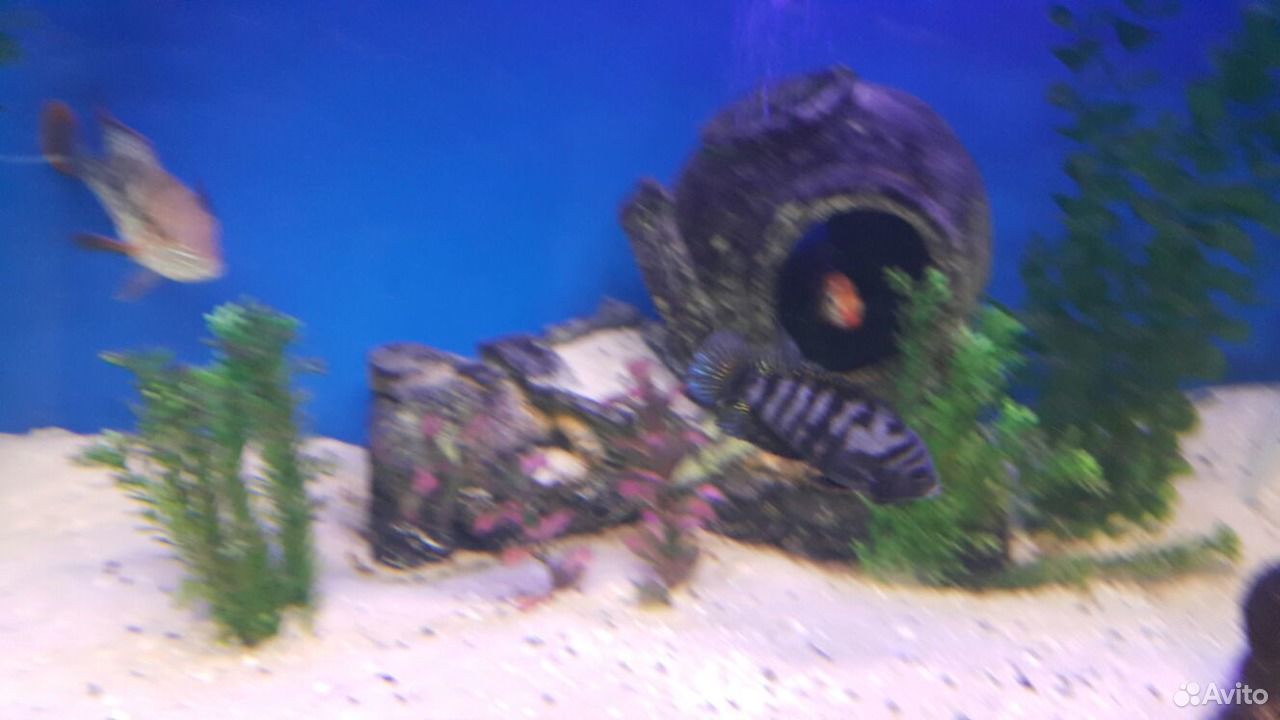 Цихлиды мальки и взрослые особи