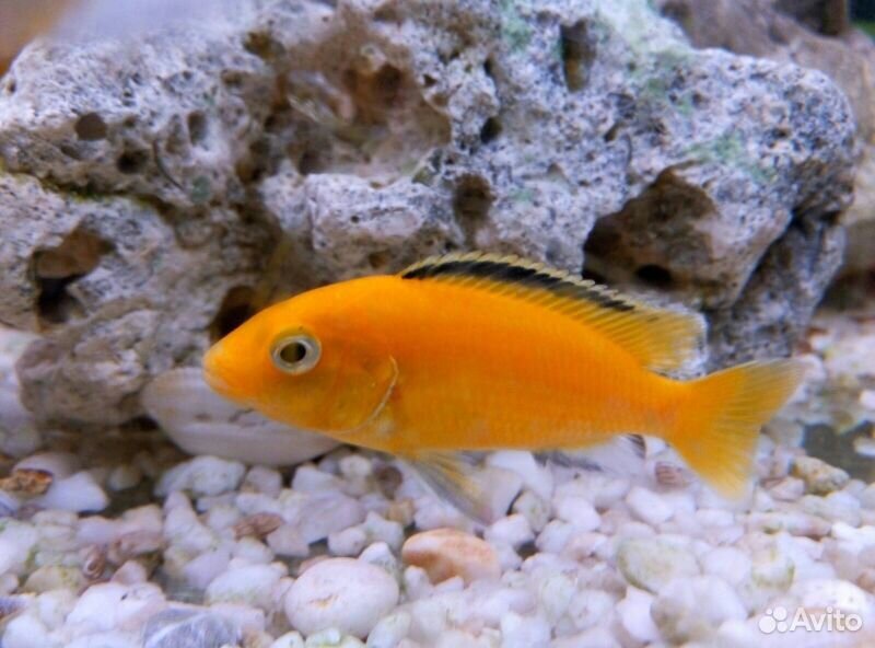 Желтые цихлиды (еллоу) продаю