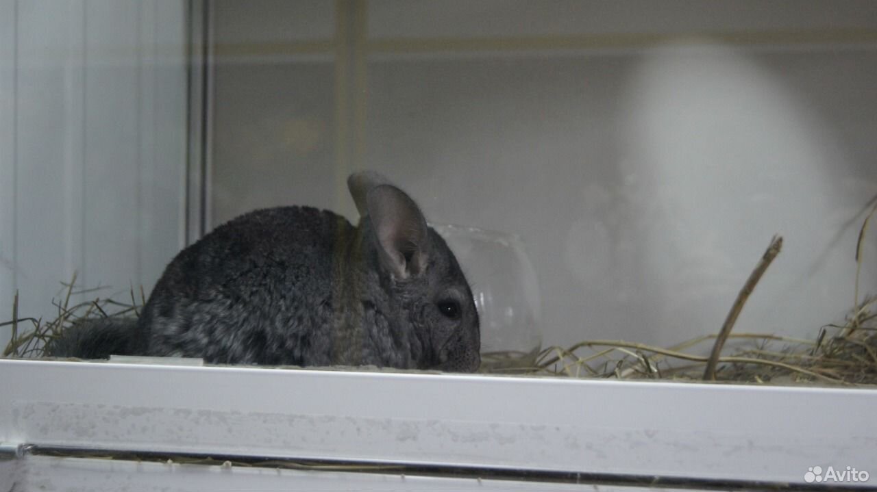 Молодые шиншиллы мальчик и девочка