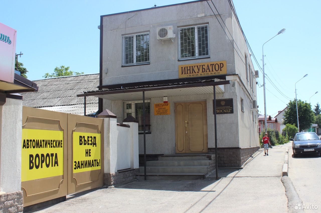 Суточная несушка