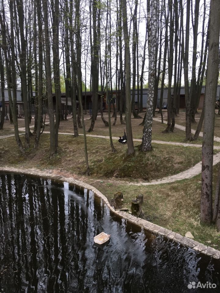 Черный лебедь