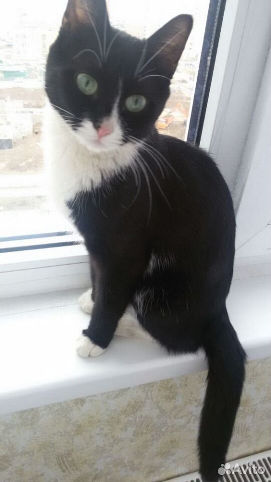 Кот Жулик - модный красавец в добрые руки