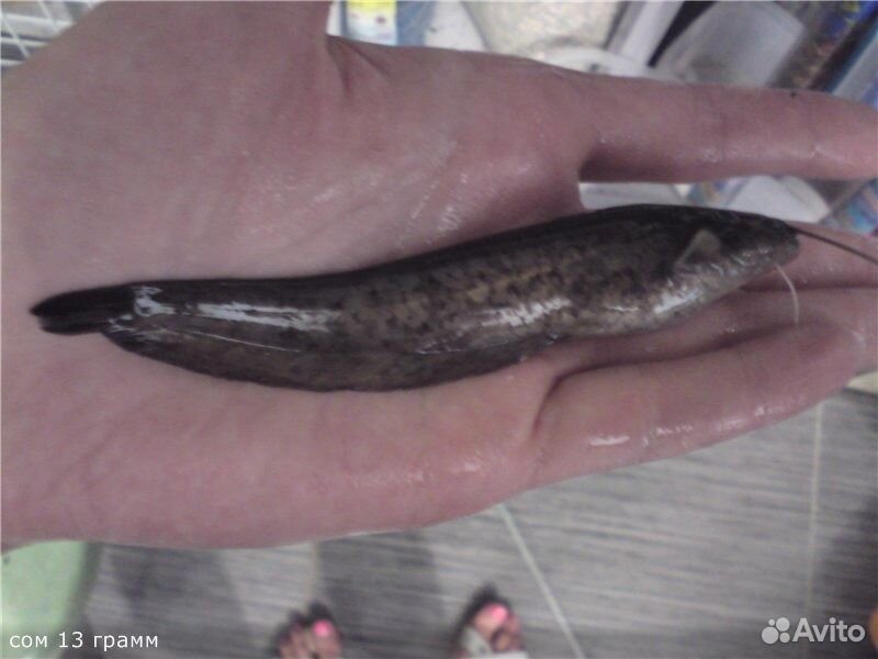 Товарный африканский сом