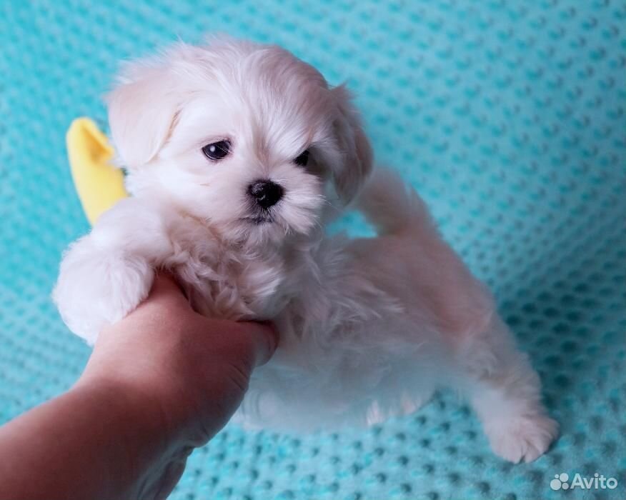 Мальтийская болонка. Мальтезе. Микро и мини щенки
