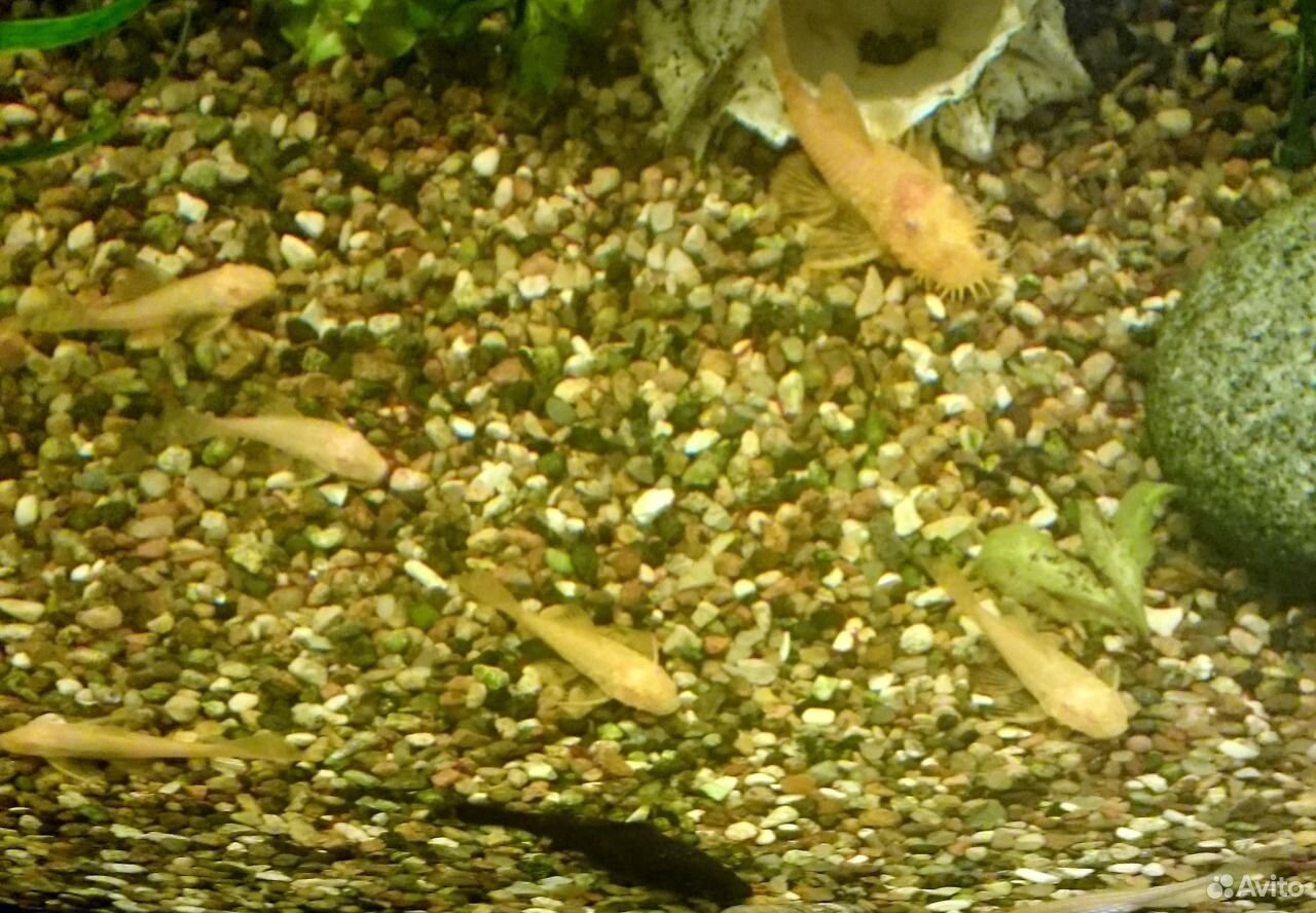 Анциструсята жёлтые