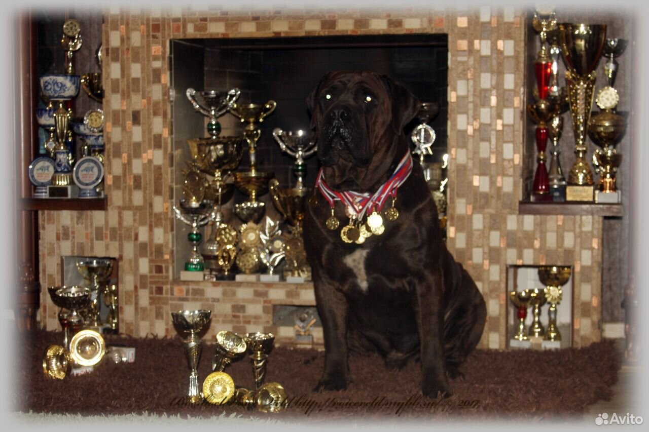 Южноафриканский бурбуль