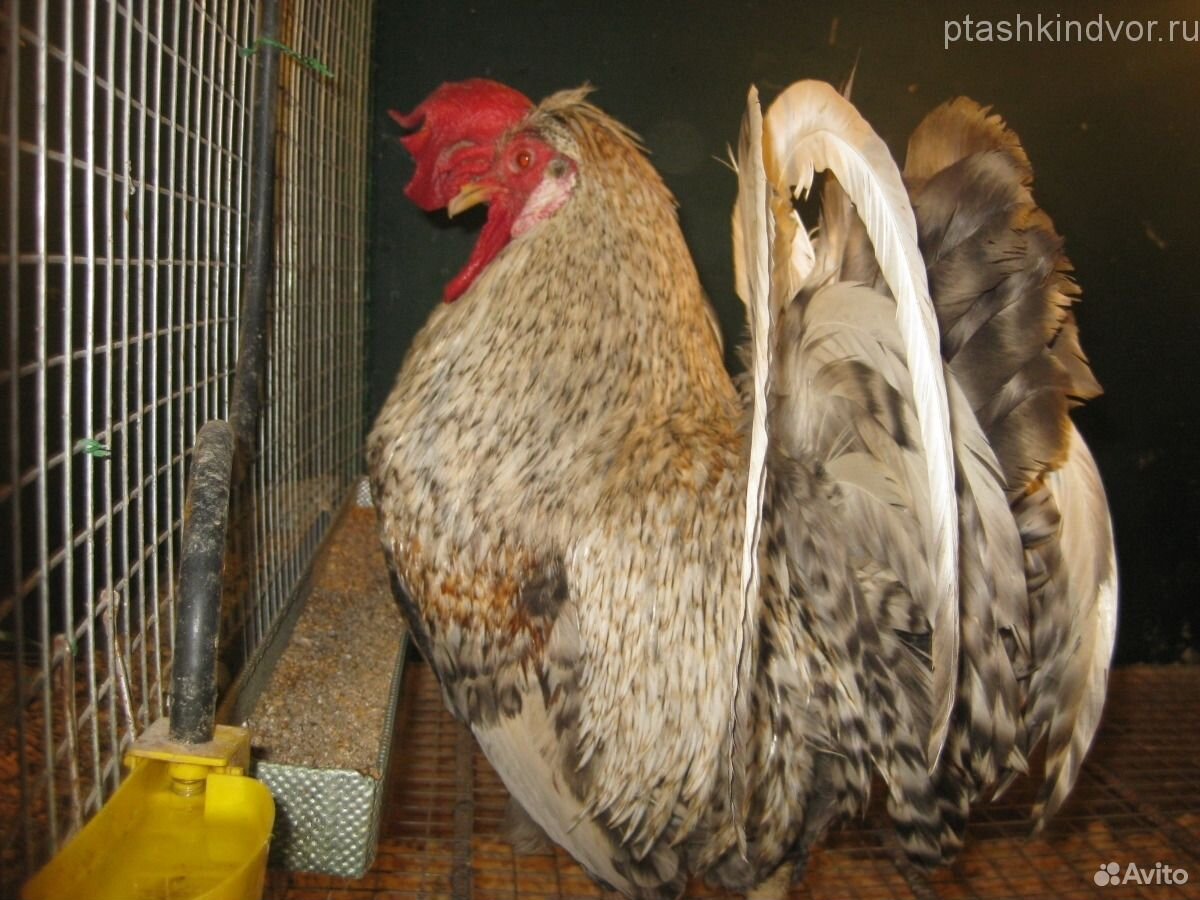 Кремовый Легбар (Cream Legbars)