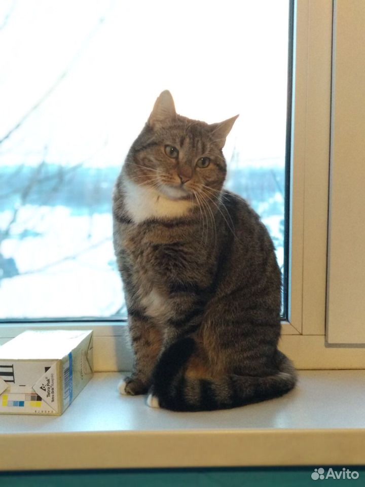 Кошечка, ласковая, очень ориентированная на женщин