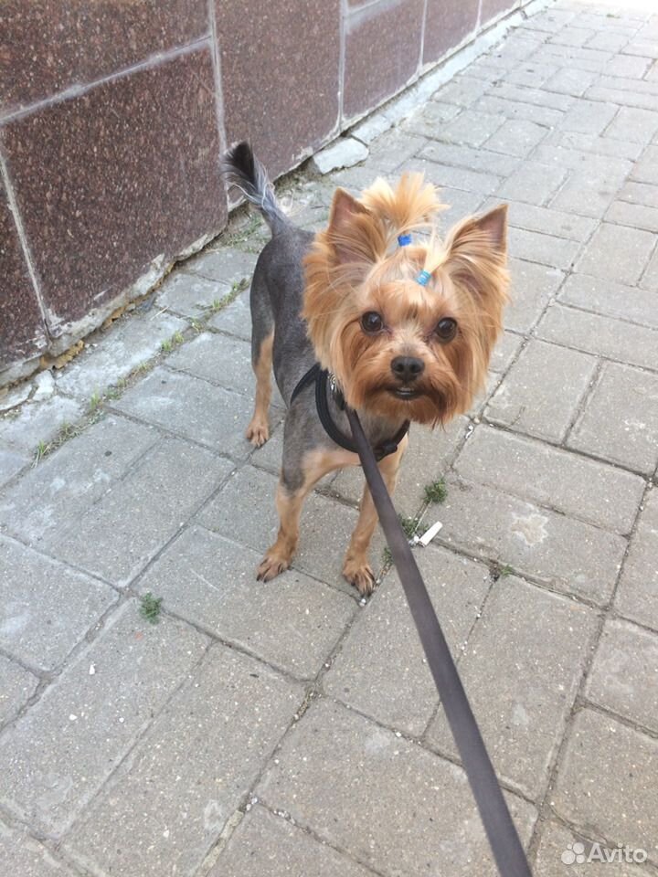 Вязка Йоркширского терьера