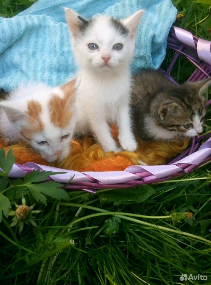 Котятеночек, 2 мес