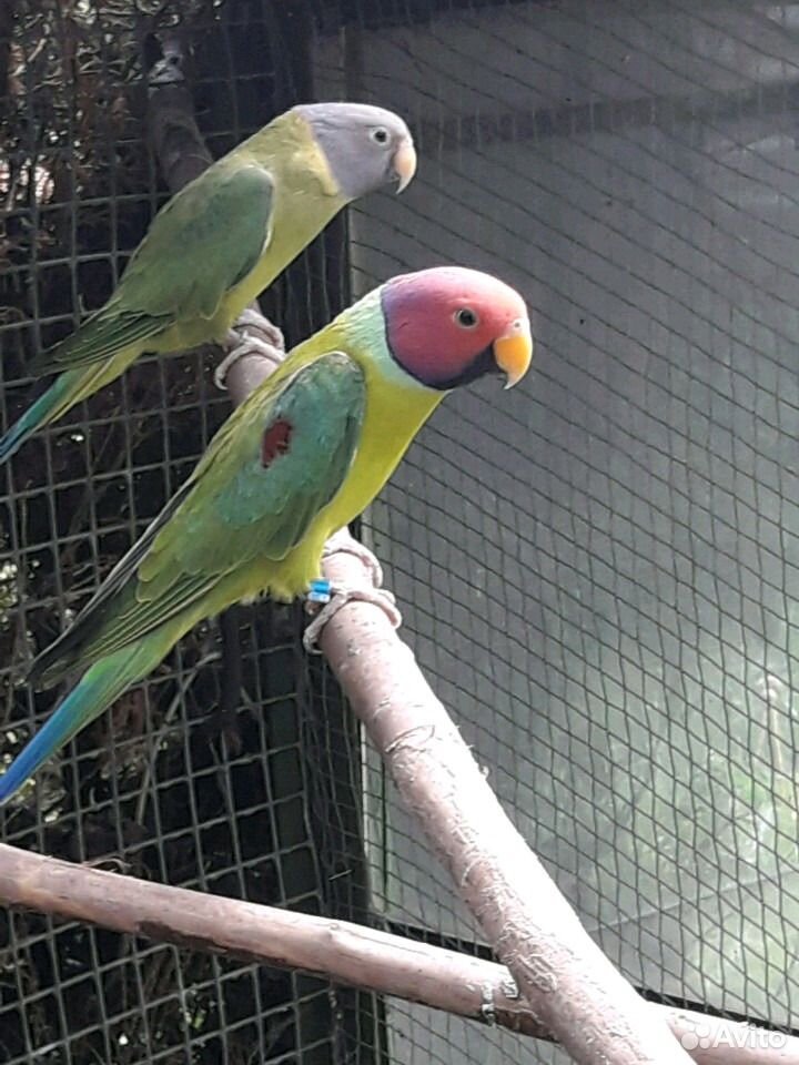 Сливоголовый попупай (пара)