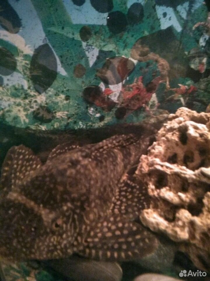 Сом в дар (Птеригоплихт Хосе Лима)