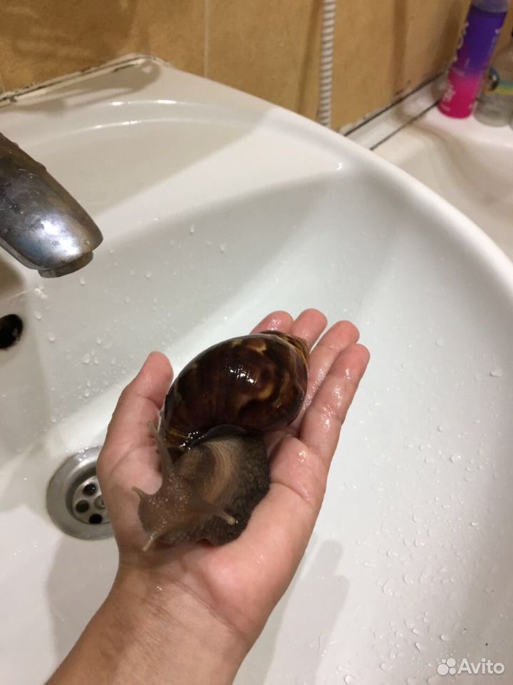 Ахатины улитки