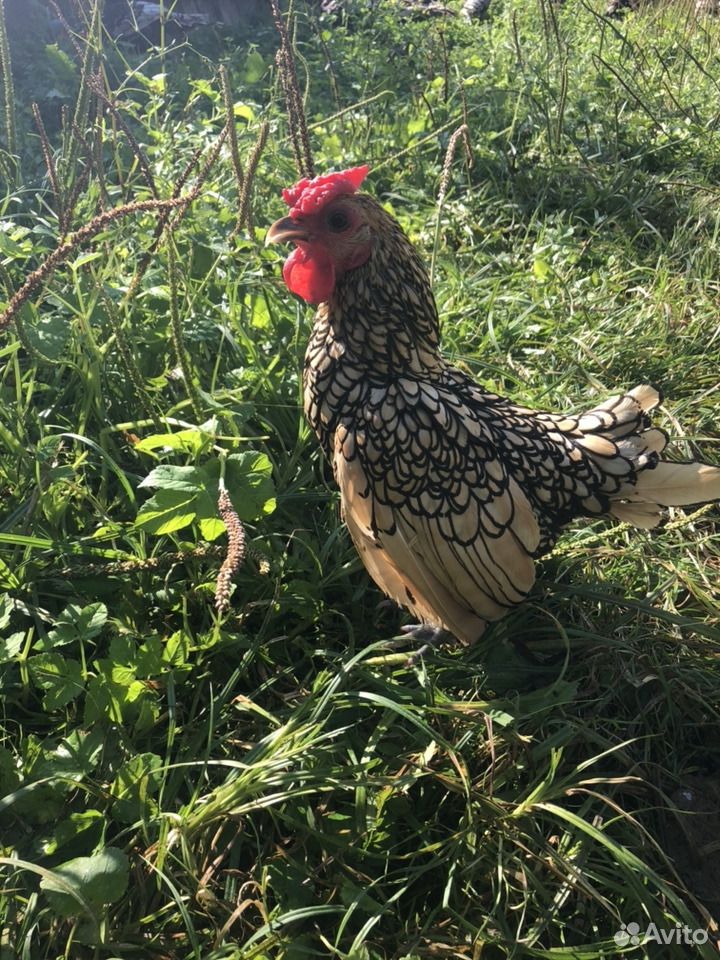 Петух и курица сибрайт