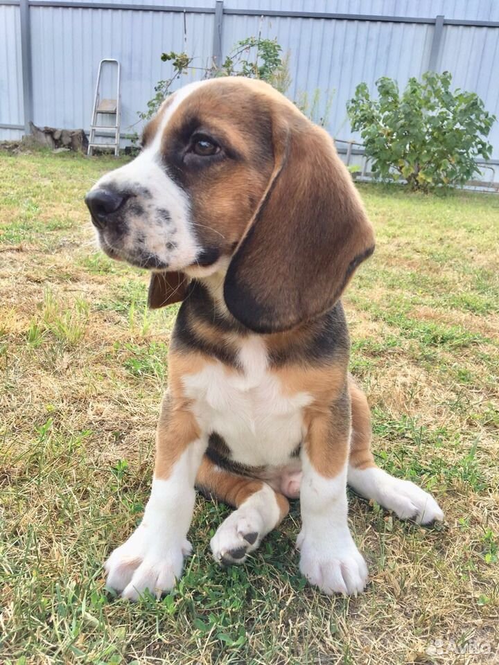 Щенки Бигля