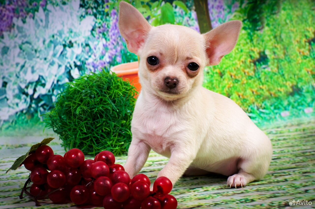 Девочка миничка