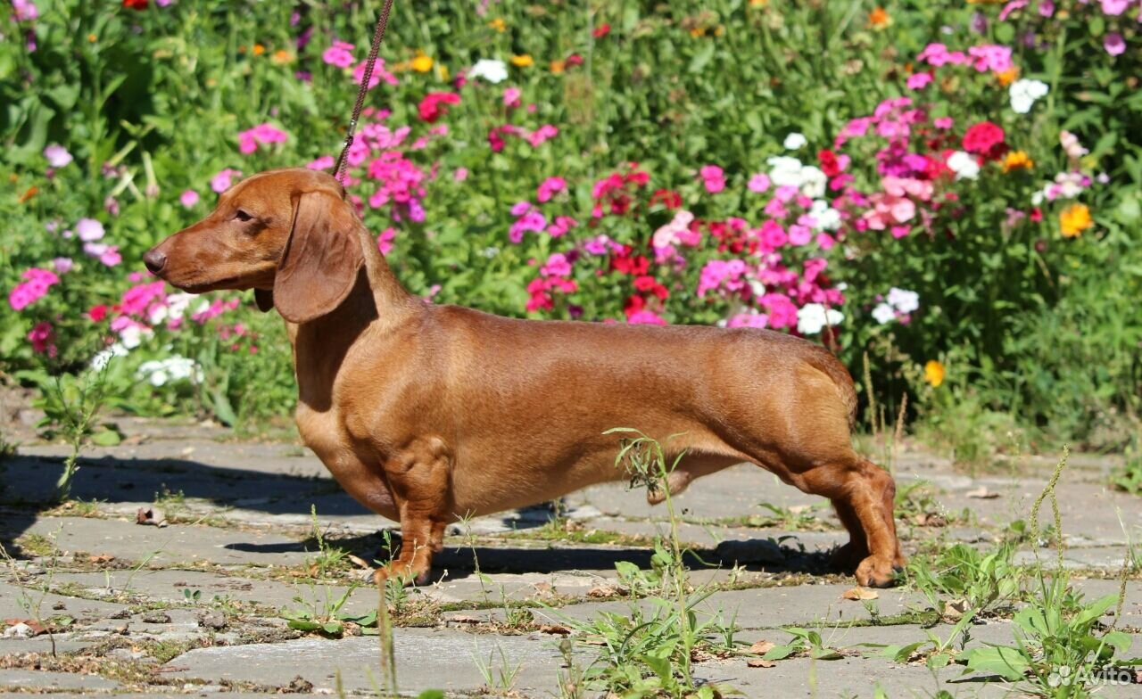 Вязка. Жених РКФ