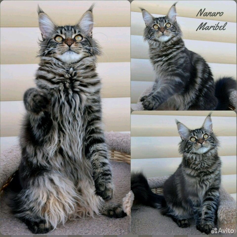 Красотка (Maribel )