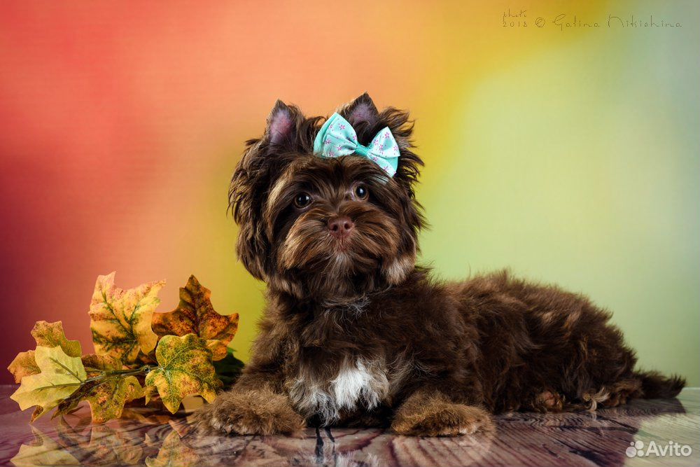 Хорошенький шоколадный мальчуган