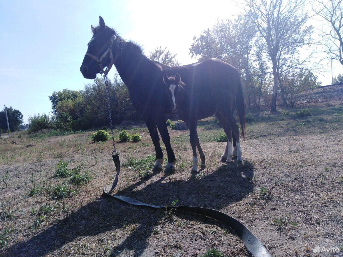 Продам лошадь