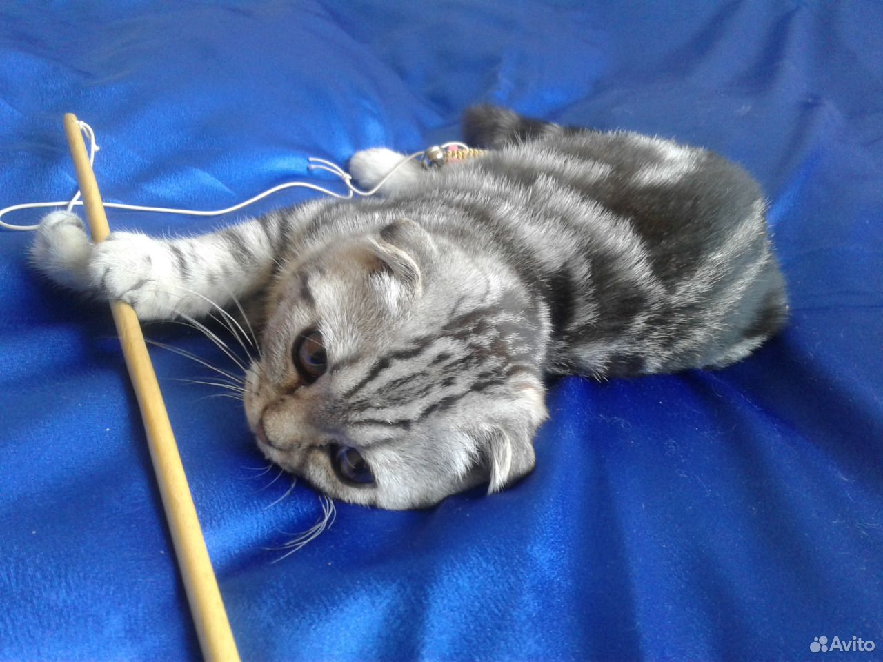 Кошечка скоттиш фолд мрамор на серебре