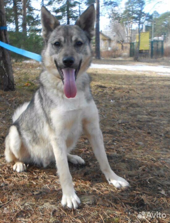 Собака-надёжный друг