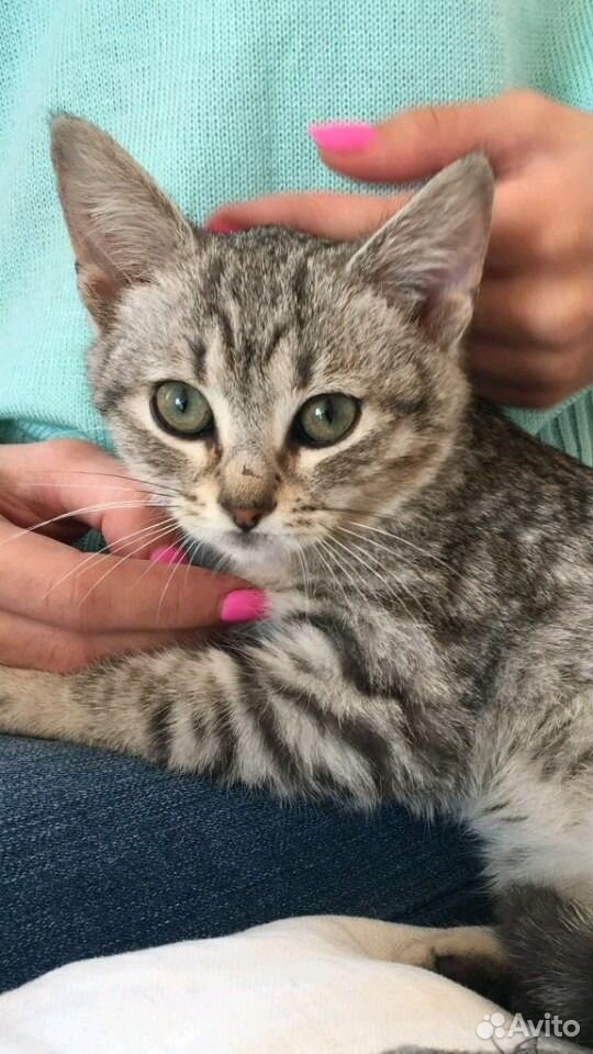 Тимоша ищет маму