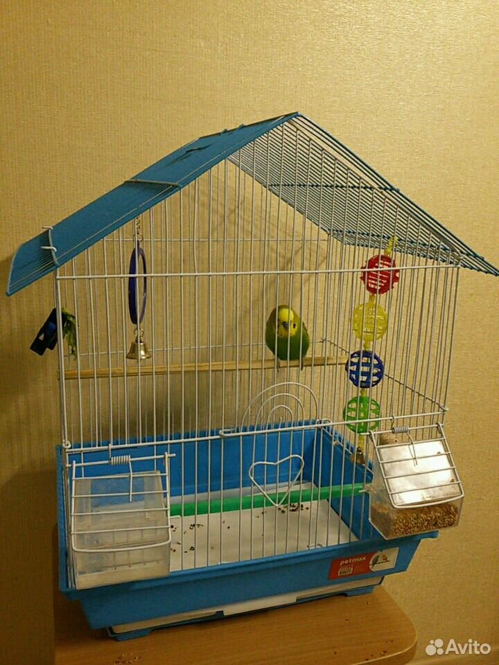 Попугайчик