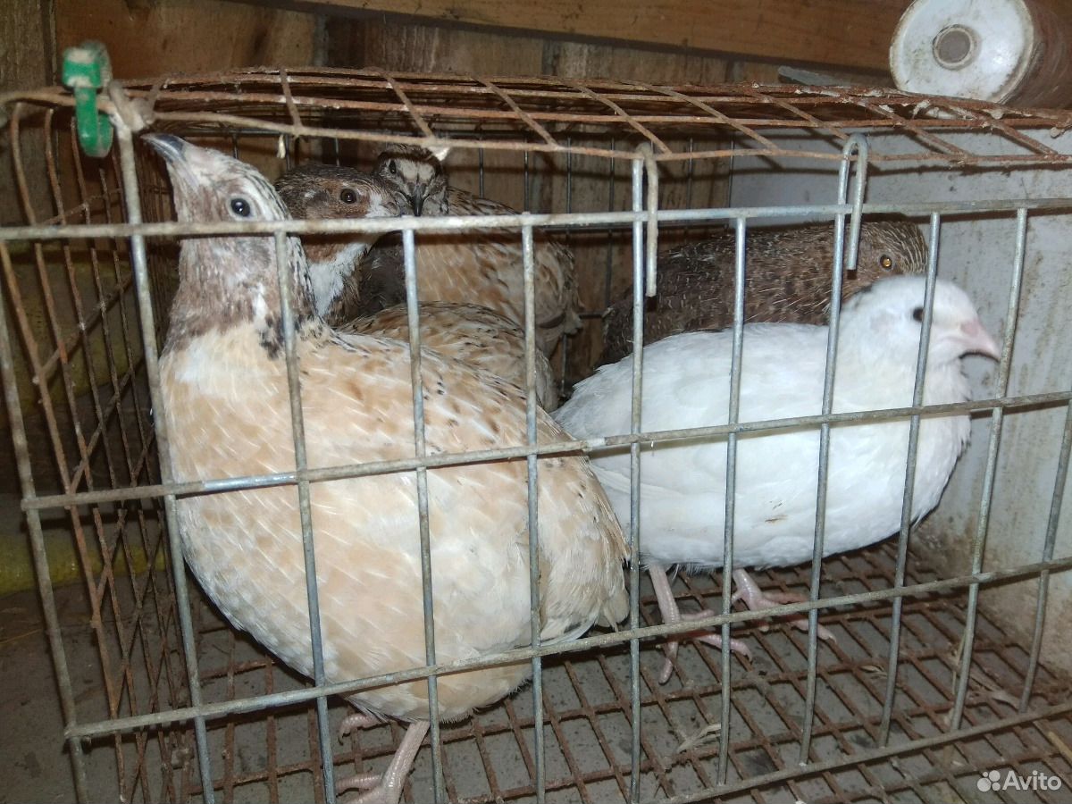 Перепела мальчики