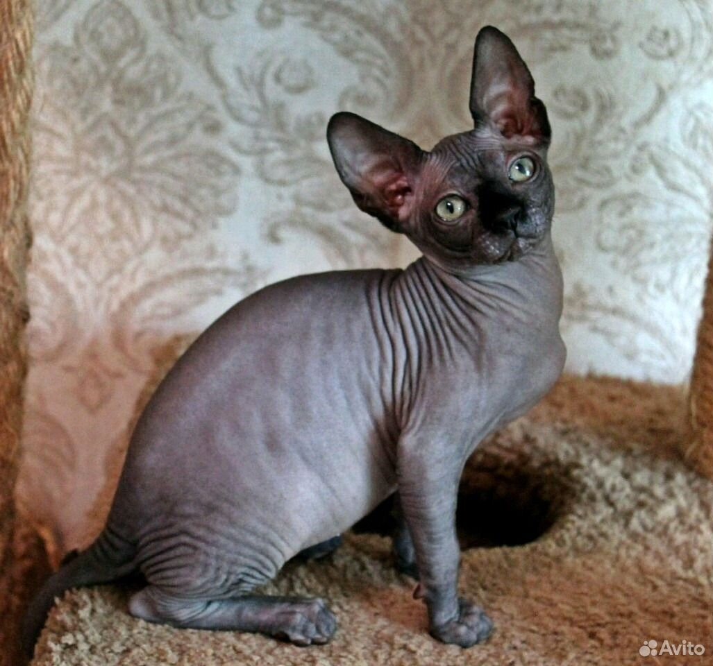 Черная зеленоглазая красотка