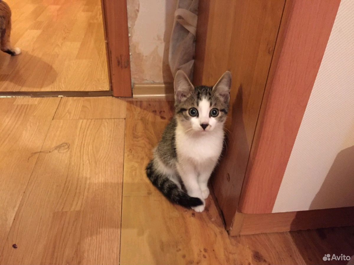 Маленький смешной котенок