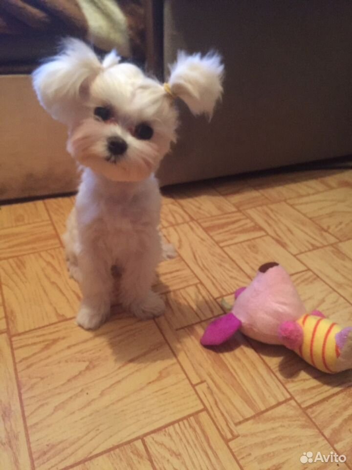 Мальтезе мальчик для вязки