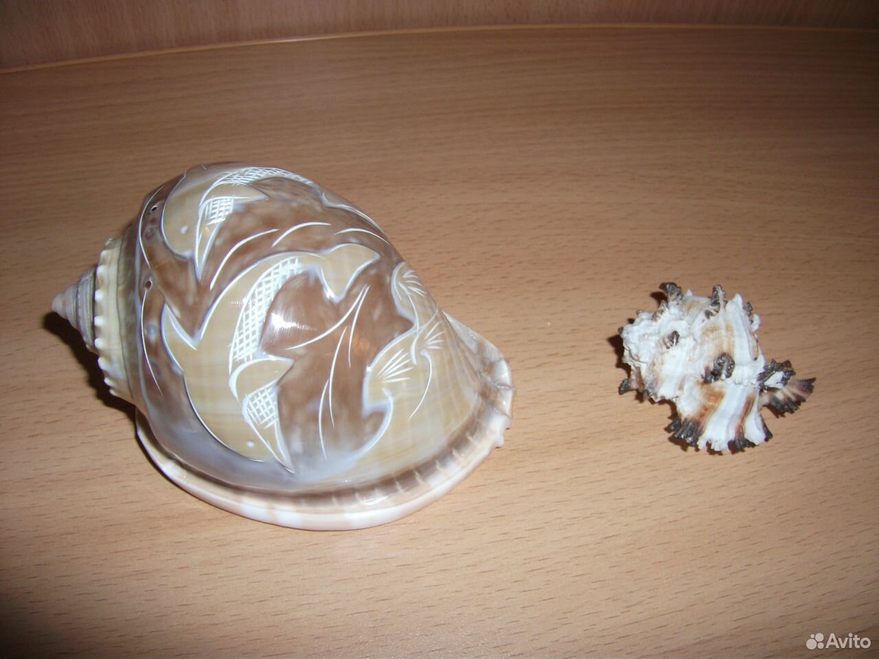 Новые ракушки, кораллы