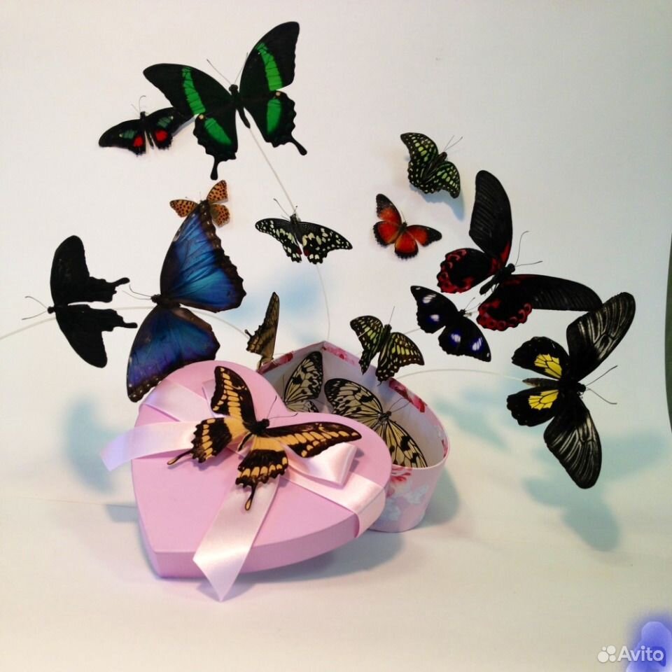 Бабочки тропические