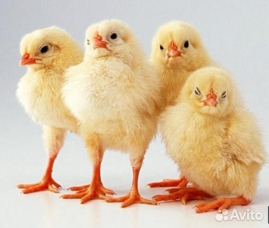 Цыплята кобб 500. Бройлер с доставкой