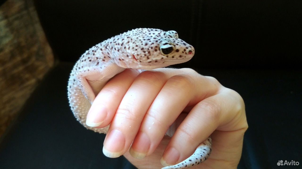 Эублефар морфа Блэк Холь