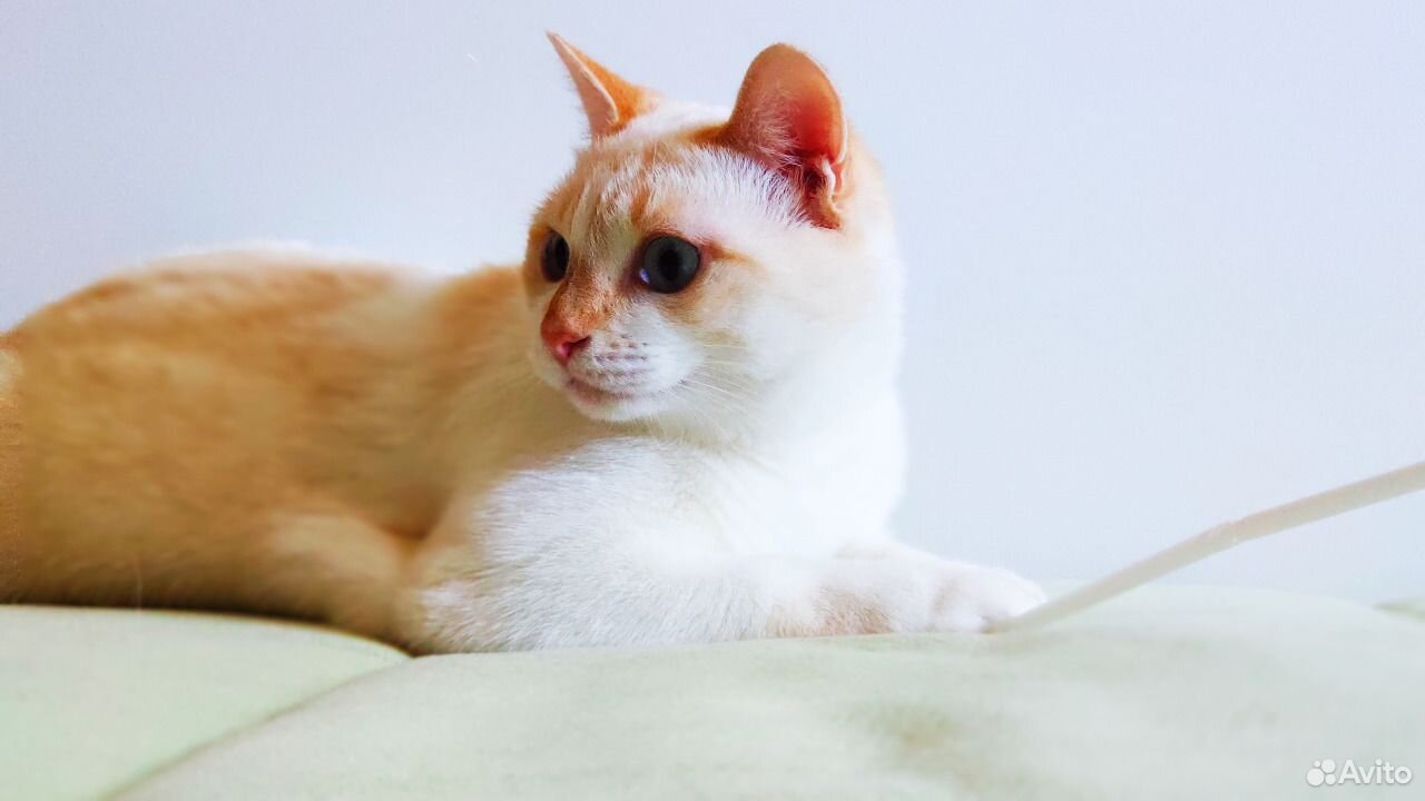Кошка Жозефина