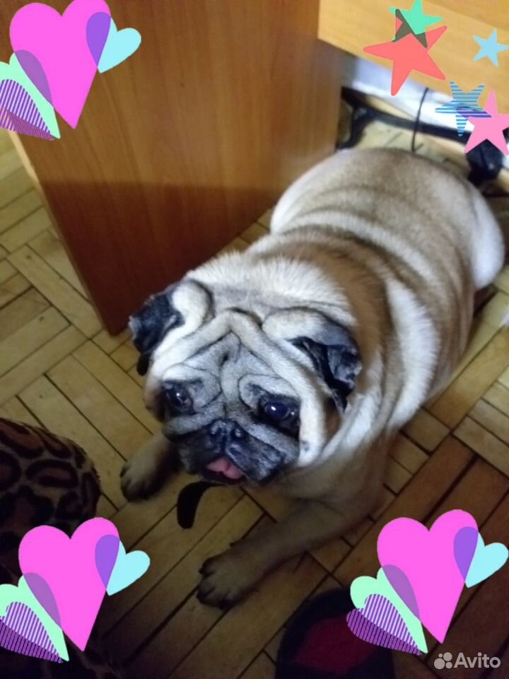 Вязка кобеля