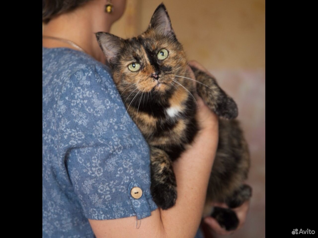 Кошке Мане нужен Человек