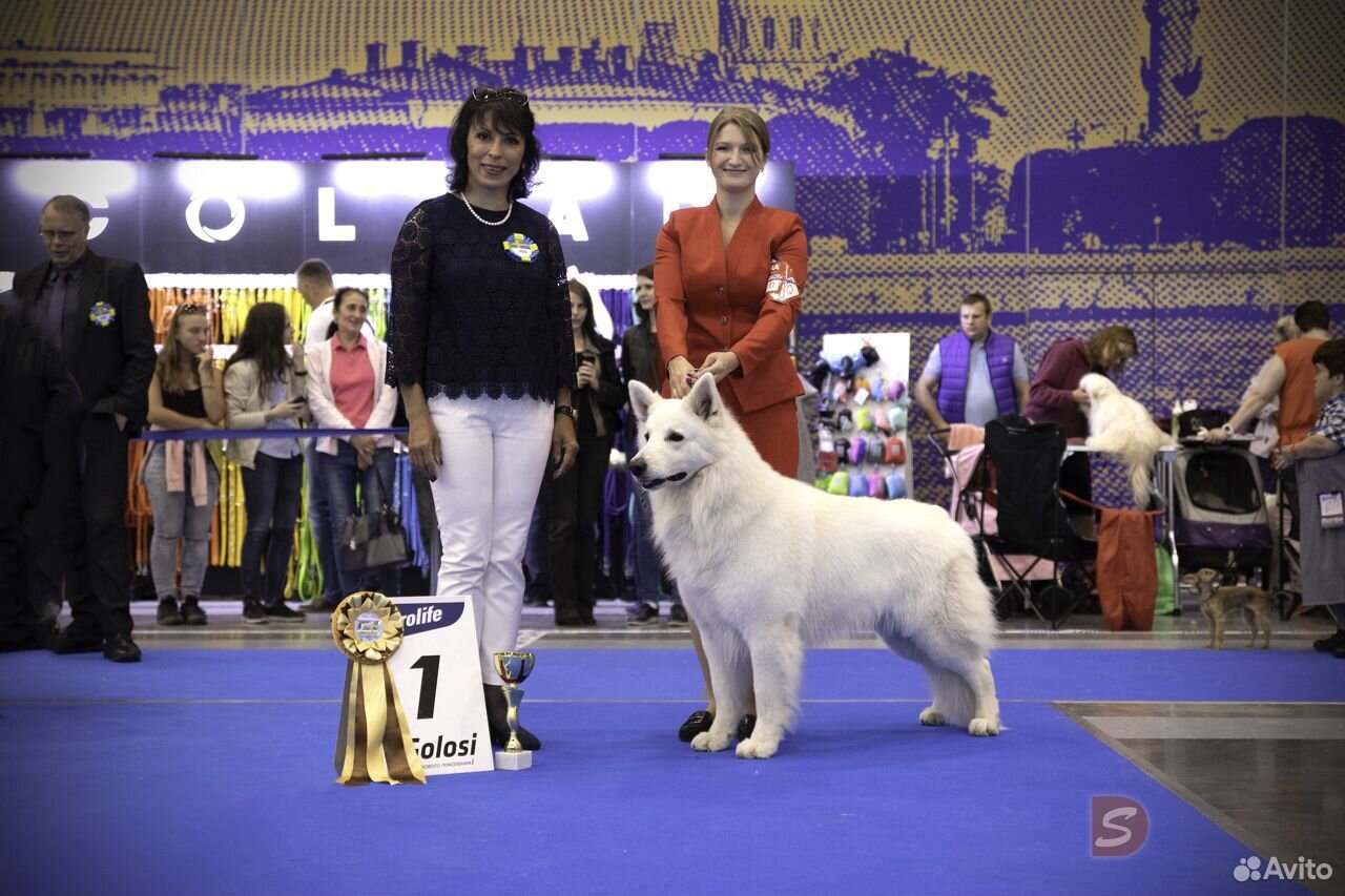 Мальчик бшо ищет девочку