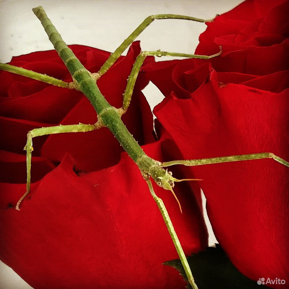 Палочник аннамский (нимфы и имаго)