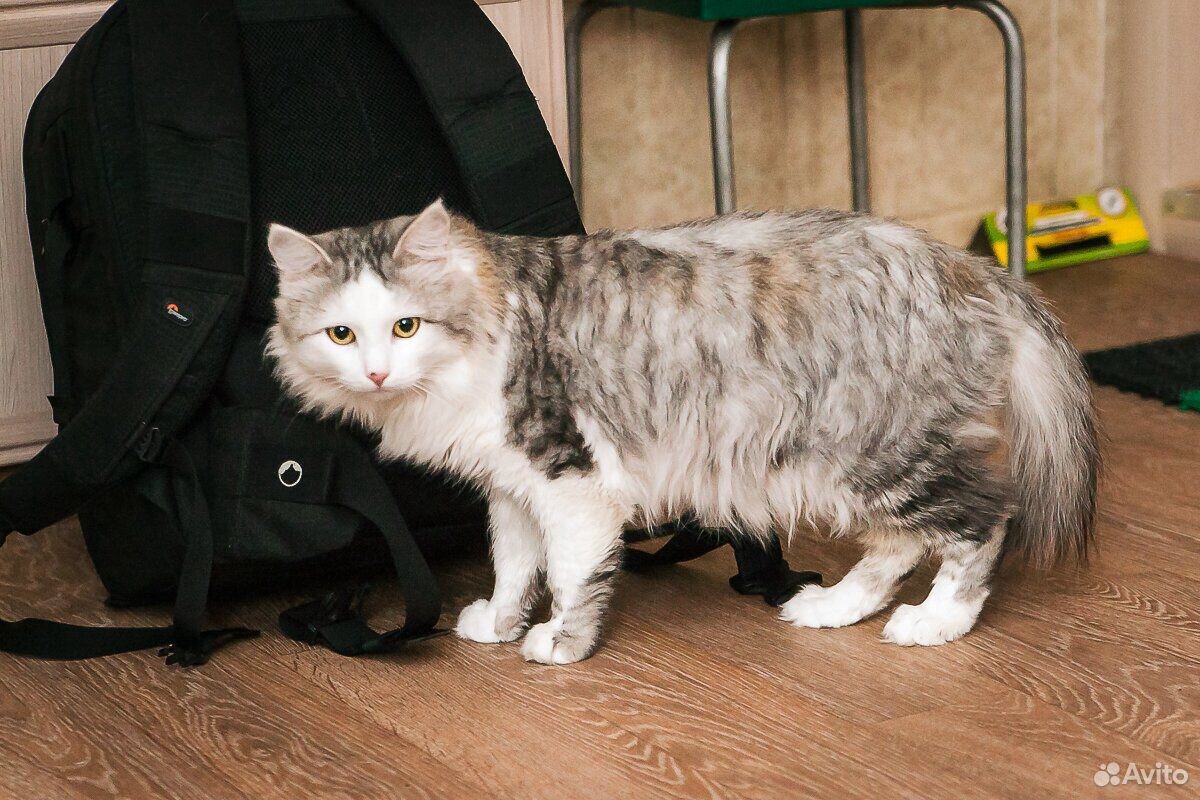 Скромный красавец кот Тиша