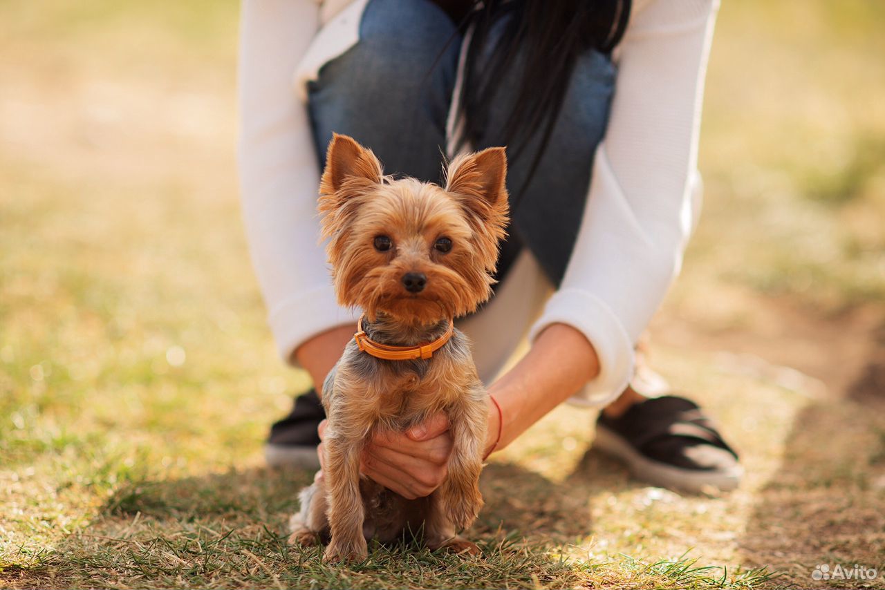 Молодой кобель(случка, вязка)