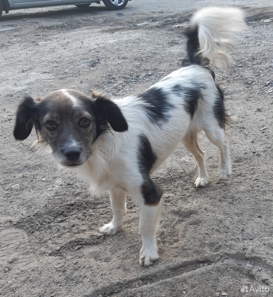 Ищет дом мелкая собачка Мальта